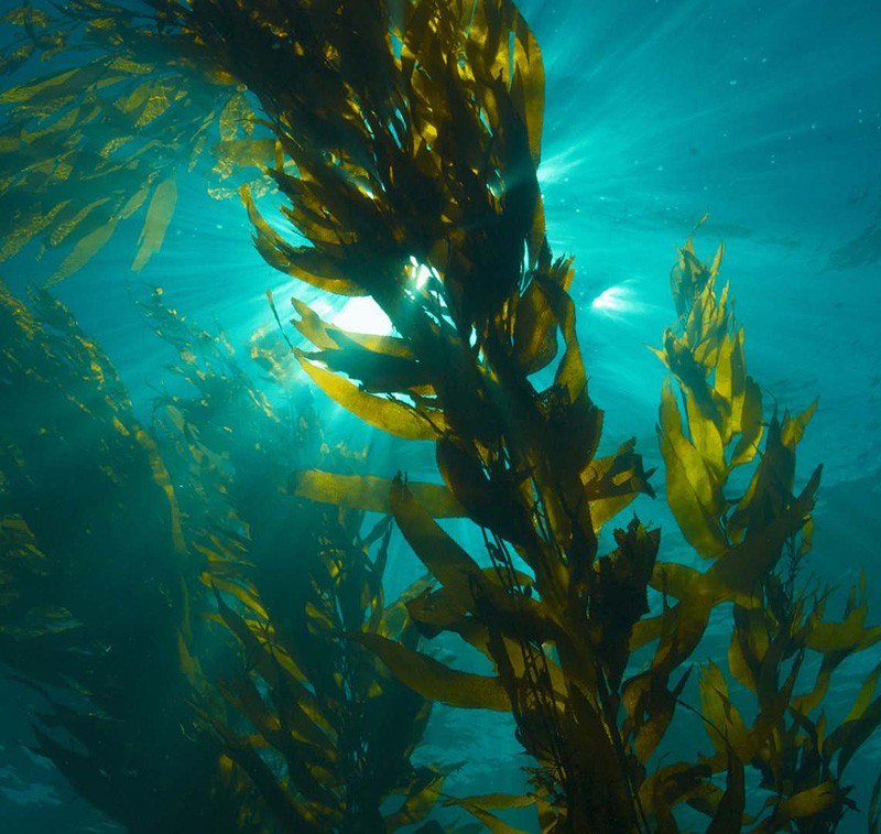 Conoscere le alghe, amiche della salute – Associazione Per-Ankh