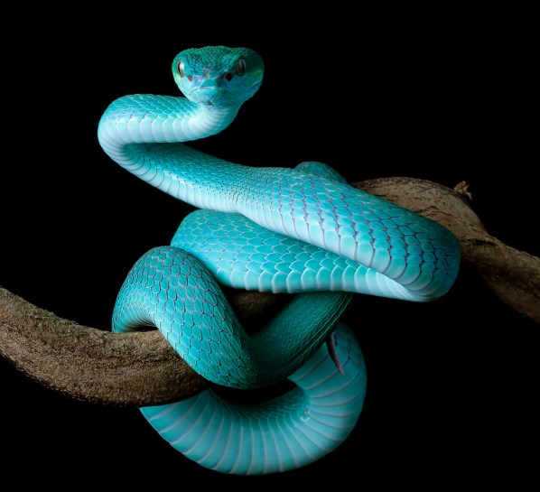 serpente simbolo cosa significa – Associazione Per-Ankh