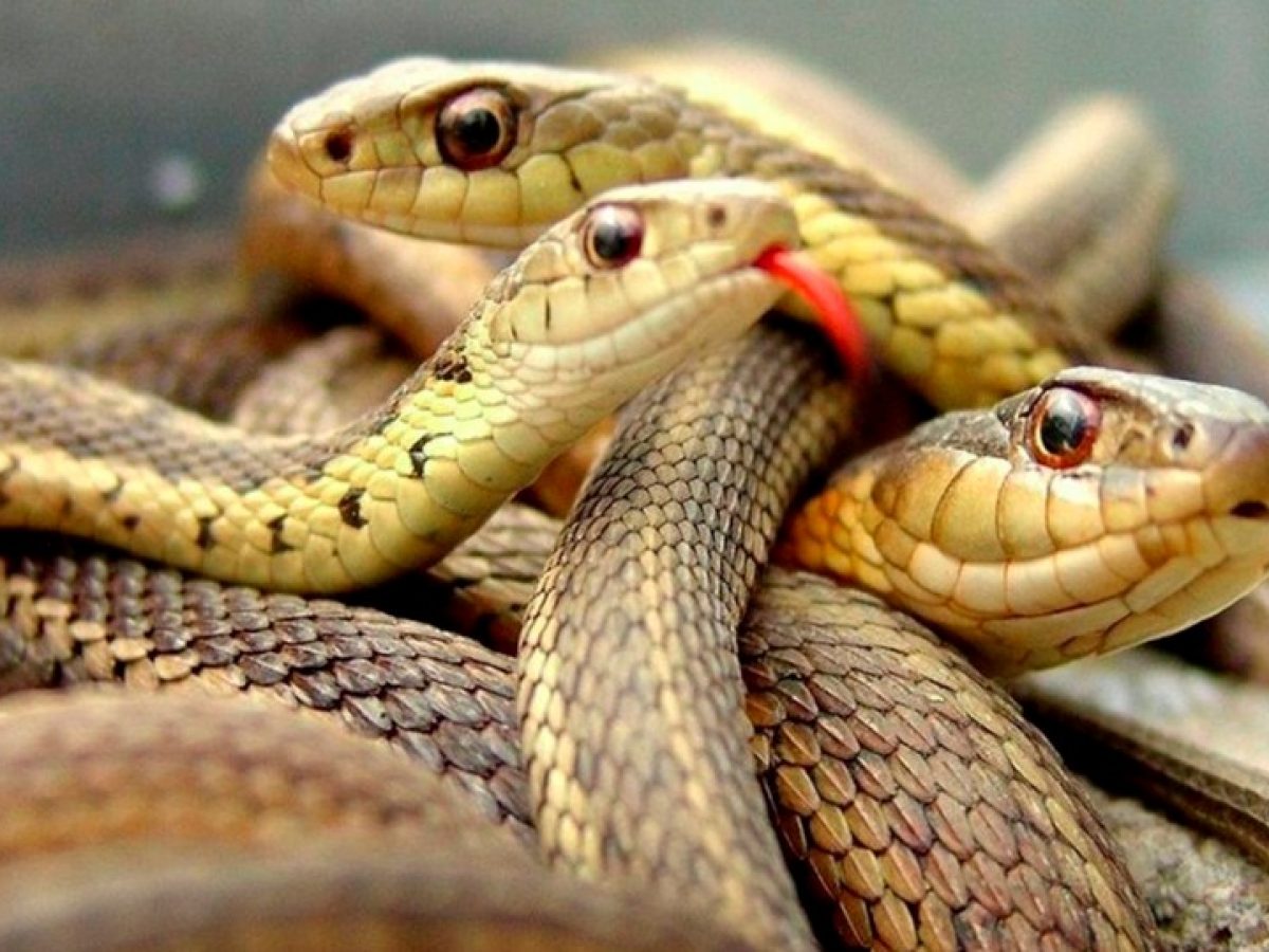 La prova – Dialoghi con il Druido (cap. 7) – Associazione Per-Ankh